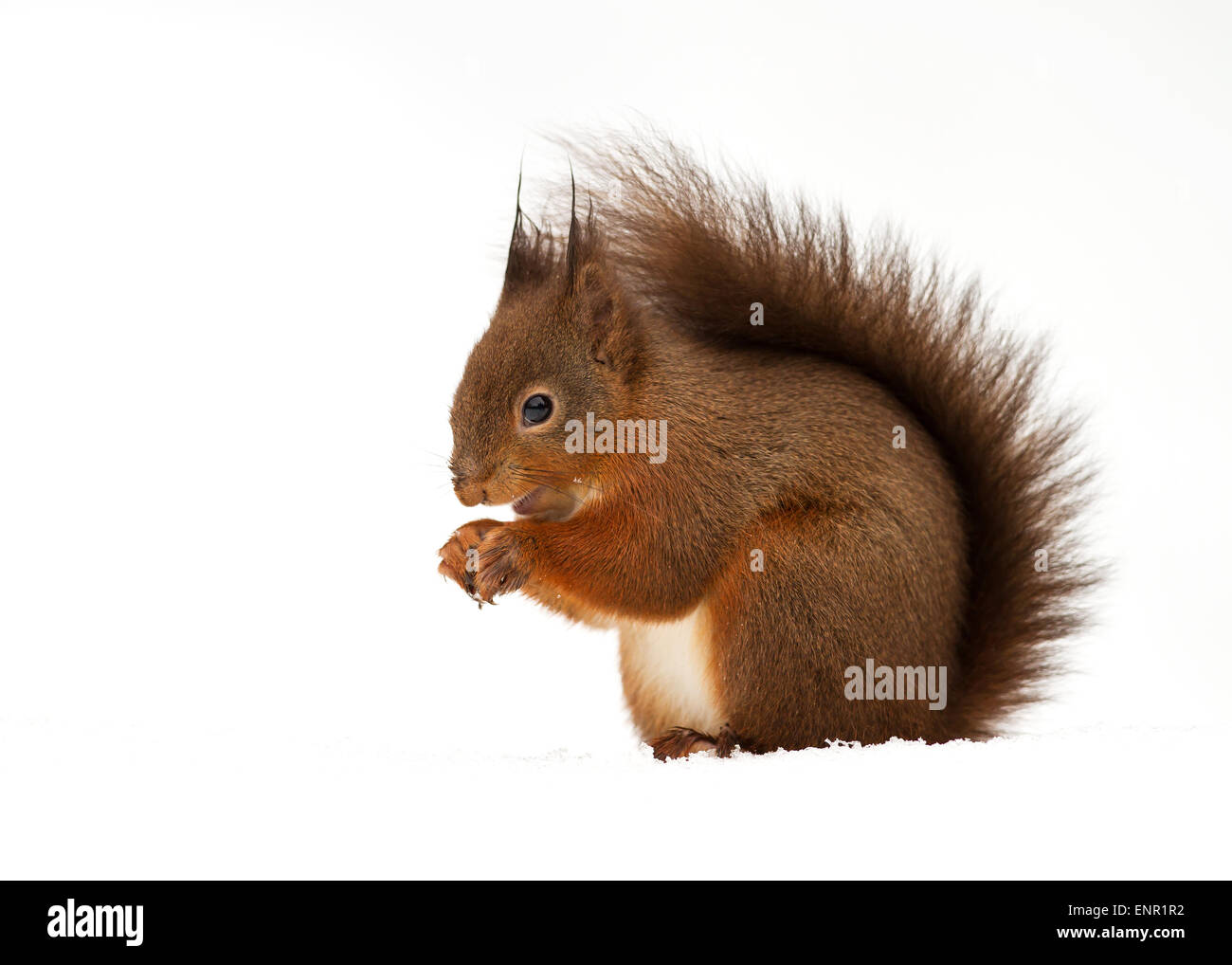 Red squirrel uk wildlife hi-res stock photography and images - Alamy