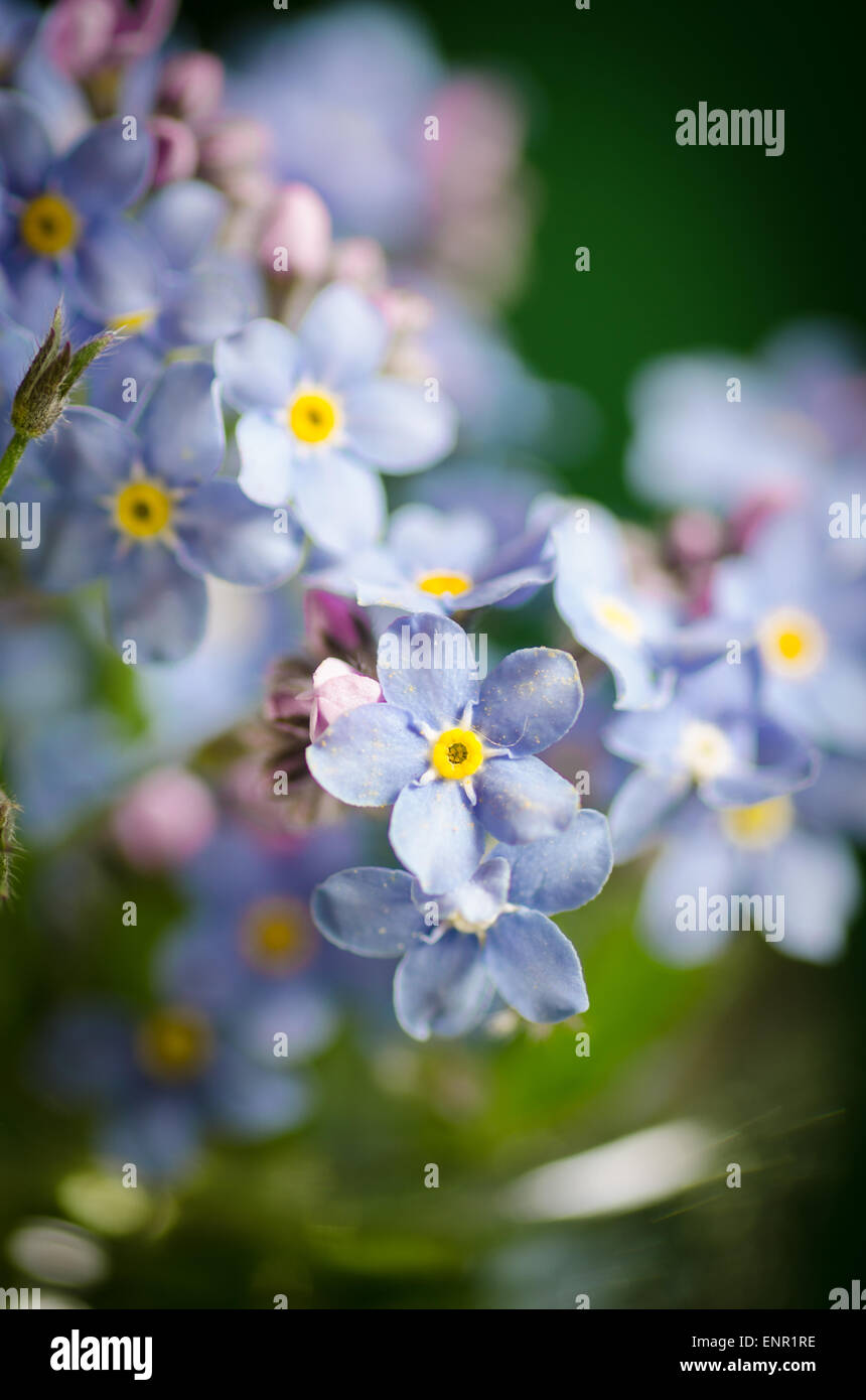 forget me not blue spring flowers Stock Photo - Alamy