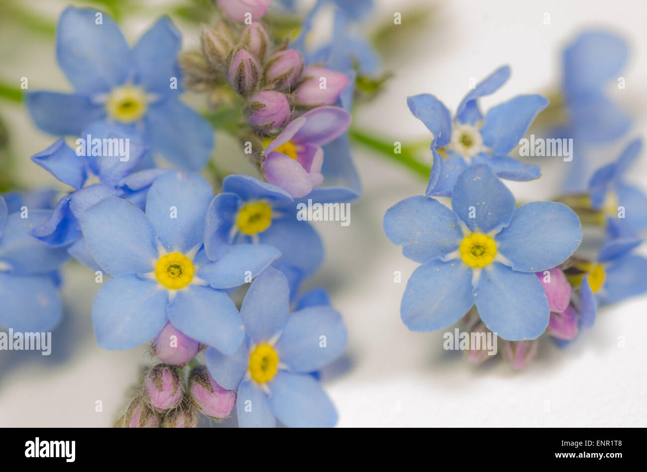 forget me not blue spring flowers Stock Photo - Alamy