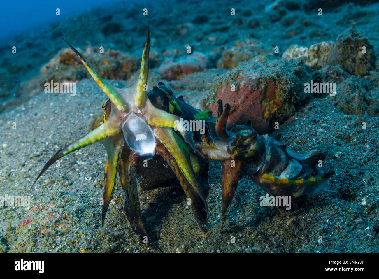 a pair of colorful flamboyant cuttlefish mating Stock Photo - Alamy