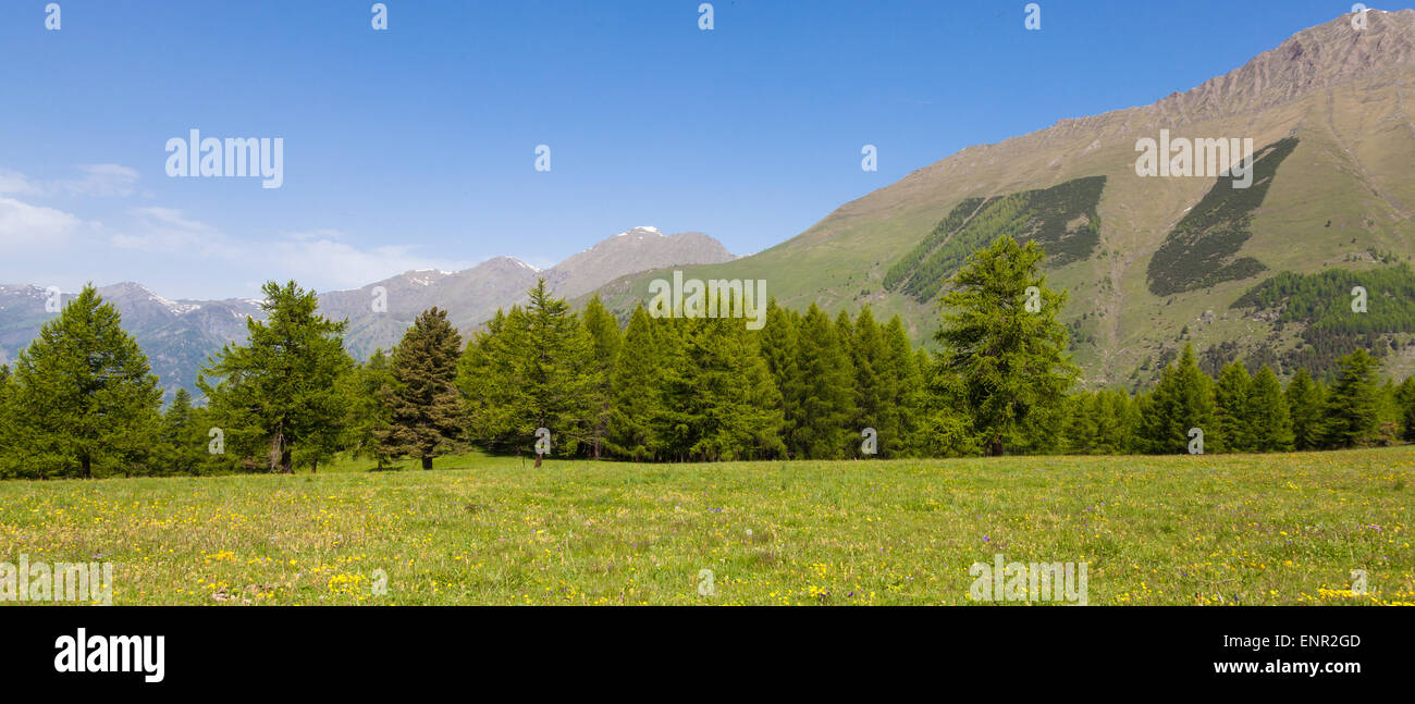 Wonderful view on Italian Alps with a forest background during a summer ...