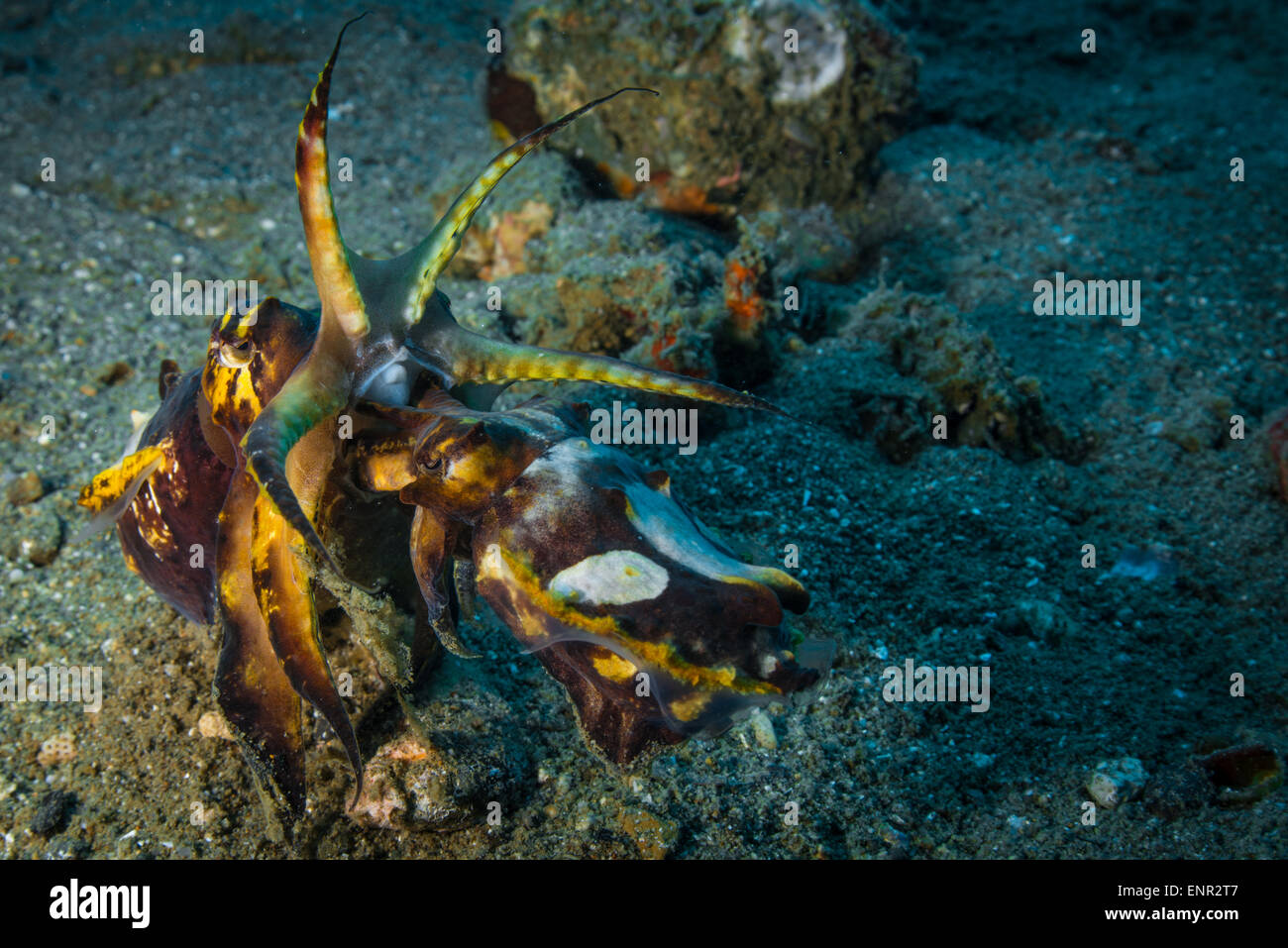 Flamboyant Cuttlefish Mating