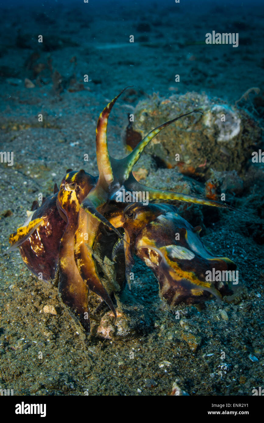 Flamboyant Cuttlefish Mating
