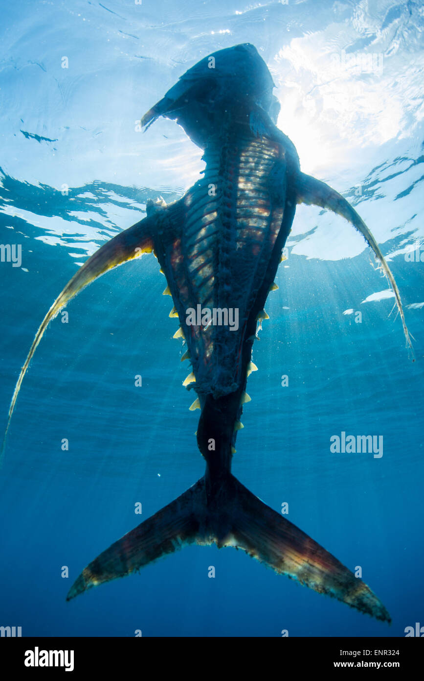 The silhouette of the carcass of a giant yellow fin tuna floating ...