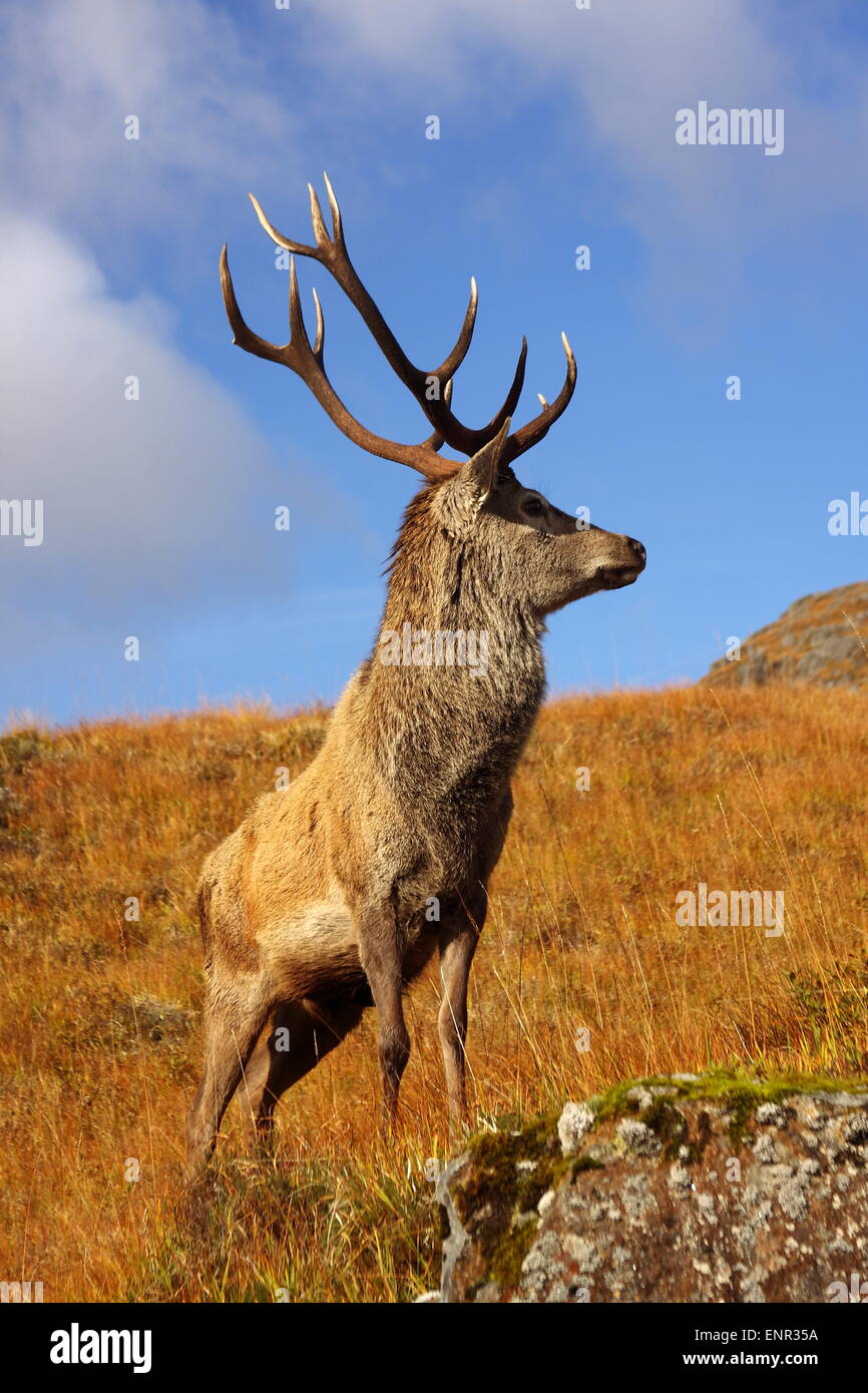 Royal Stag in the Scottish Highlands Stock Photo - Alamy