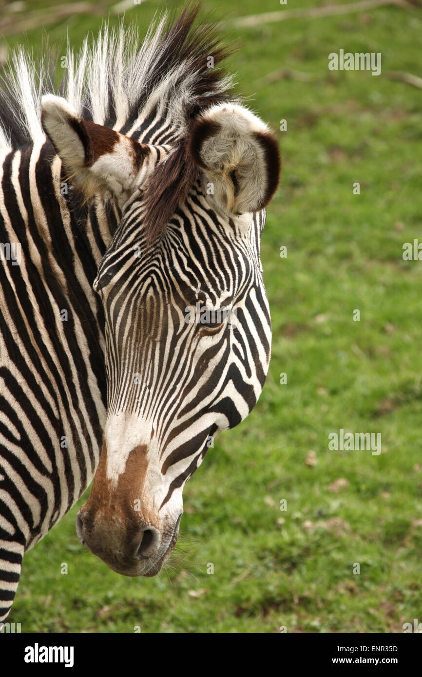 Zebra Head Front View