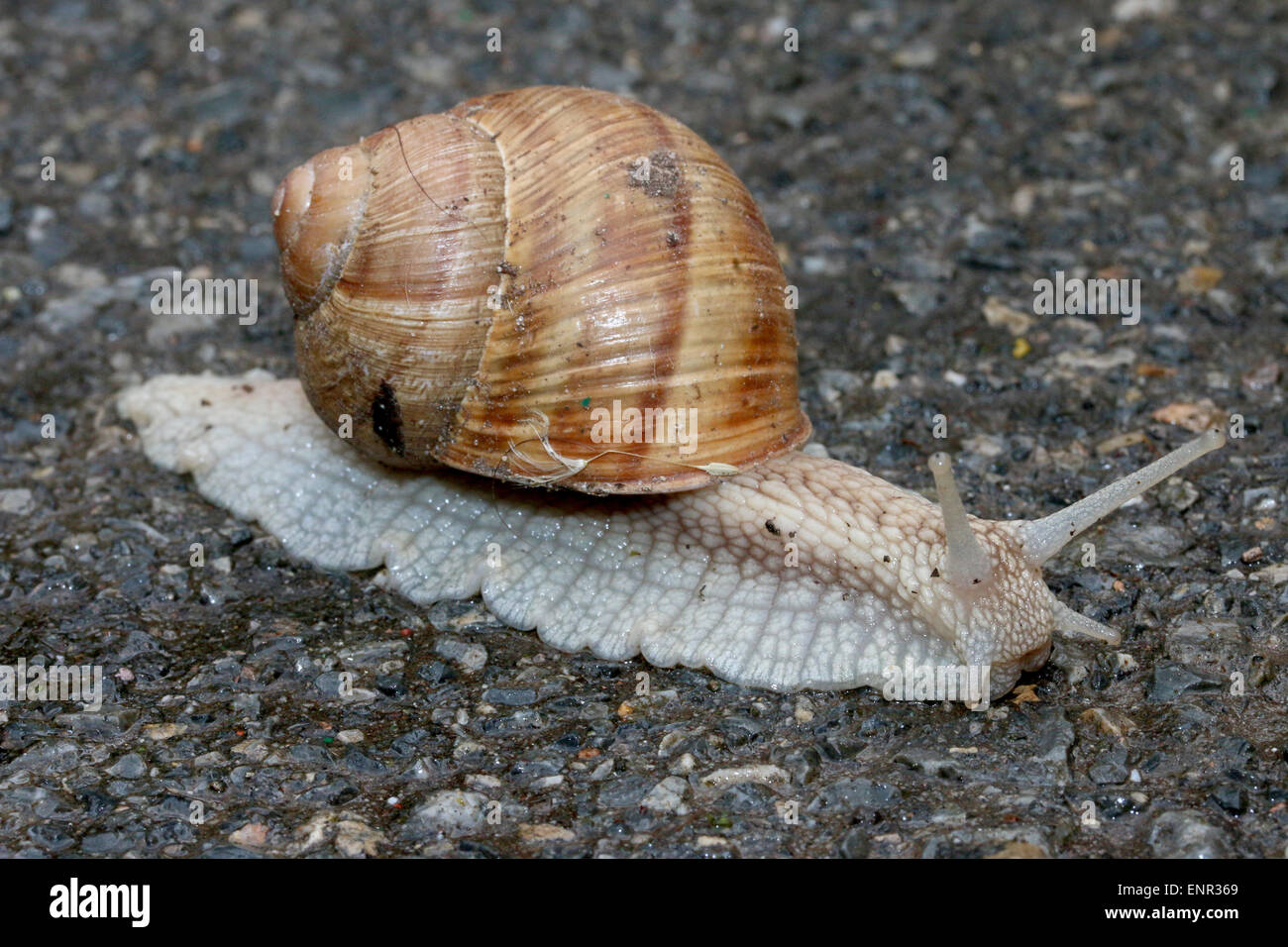 Closeup snail asphalt hi-res stock photography and images - Alamy
