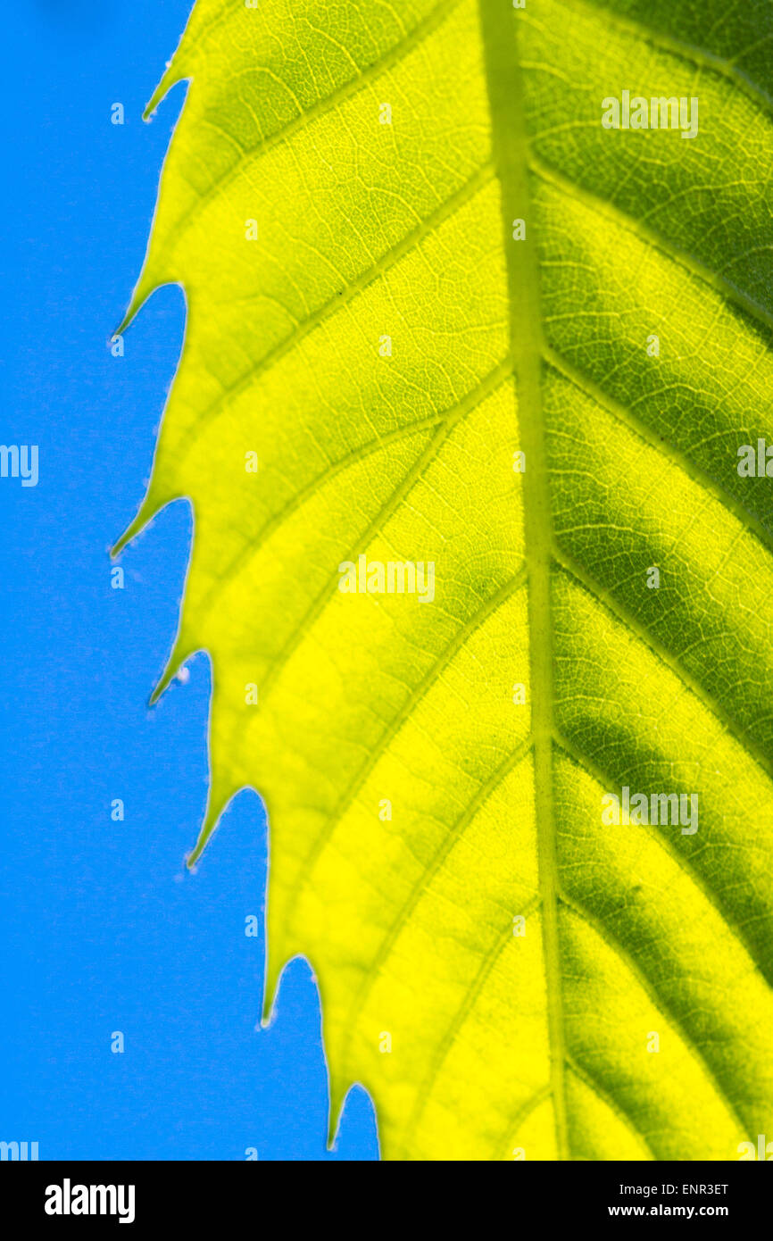 Green leaf macro Stock Photo - Alamy