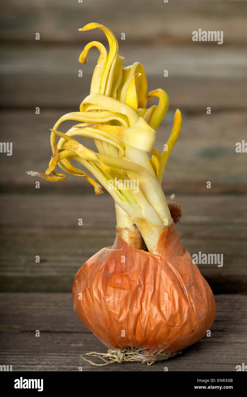 Sprouting white onion on rustic wood background Stock Photo - Alamy
