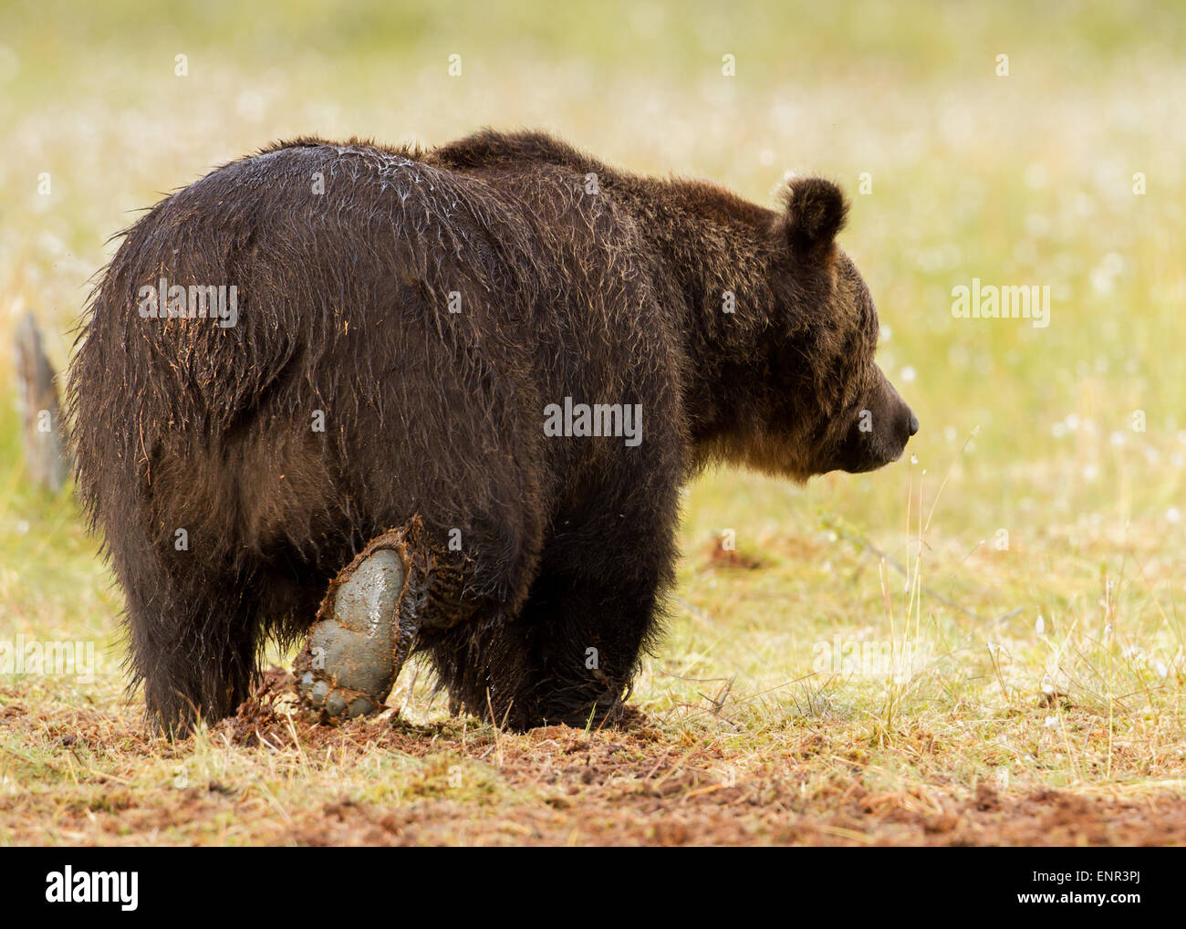 Brown bear in swamp Stock Photo - Alamy