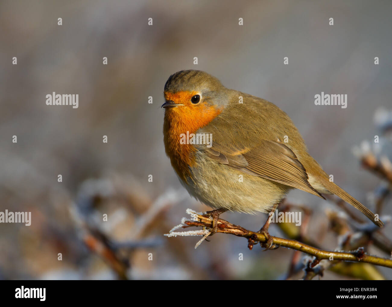 Robin perch hi-res stock photography and images - Alamy