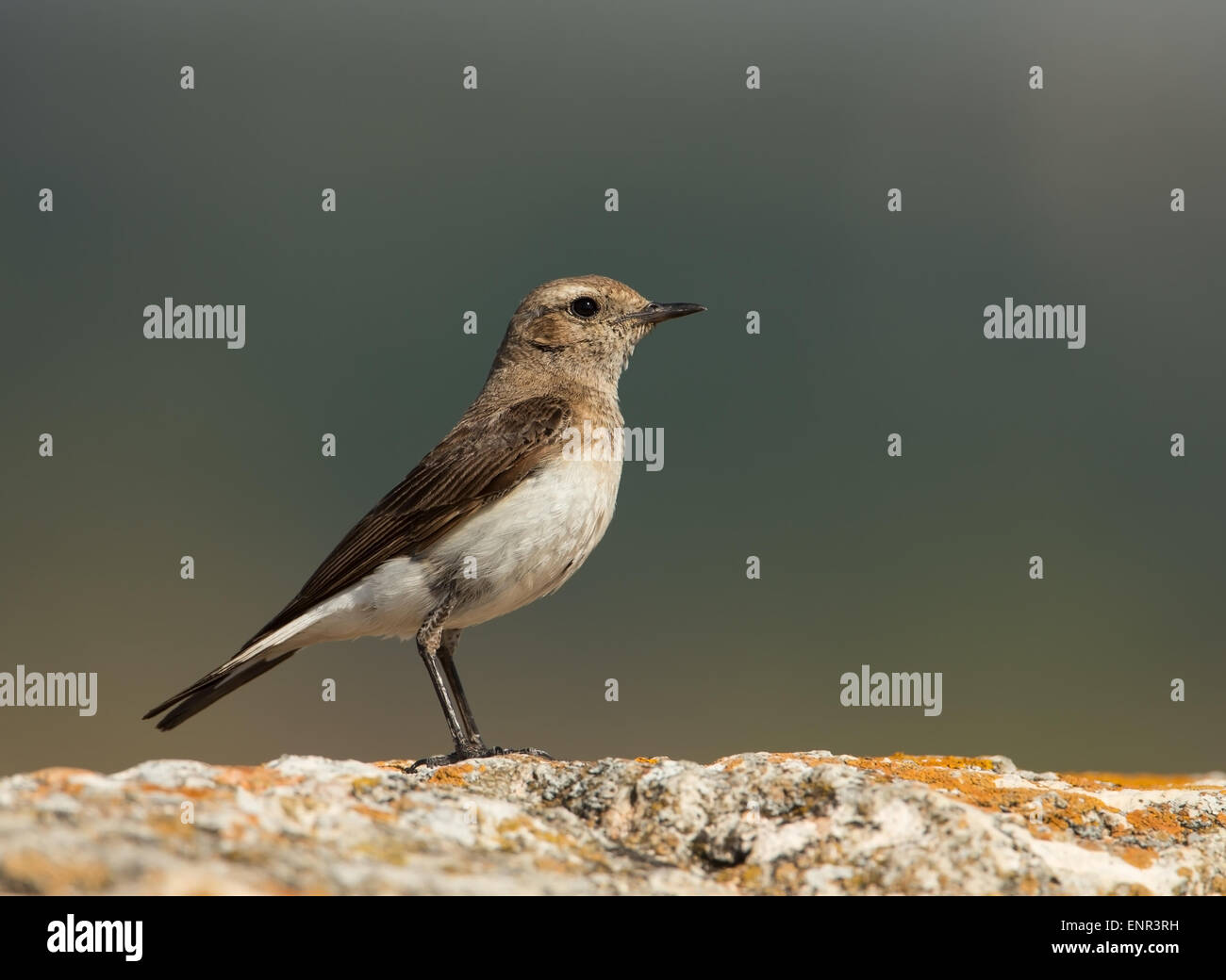 Female Pied Wheatear (Oenanthe pleschanka), Bulgaria Stock Photo - Alamy