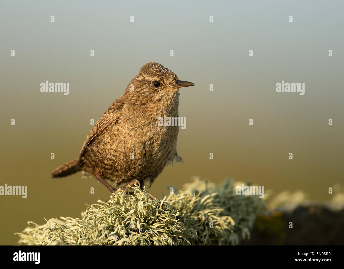 Shetland wren hi-res stock photography and images - Alamy
