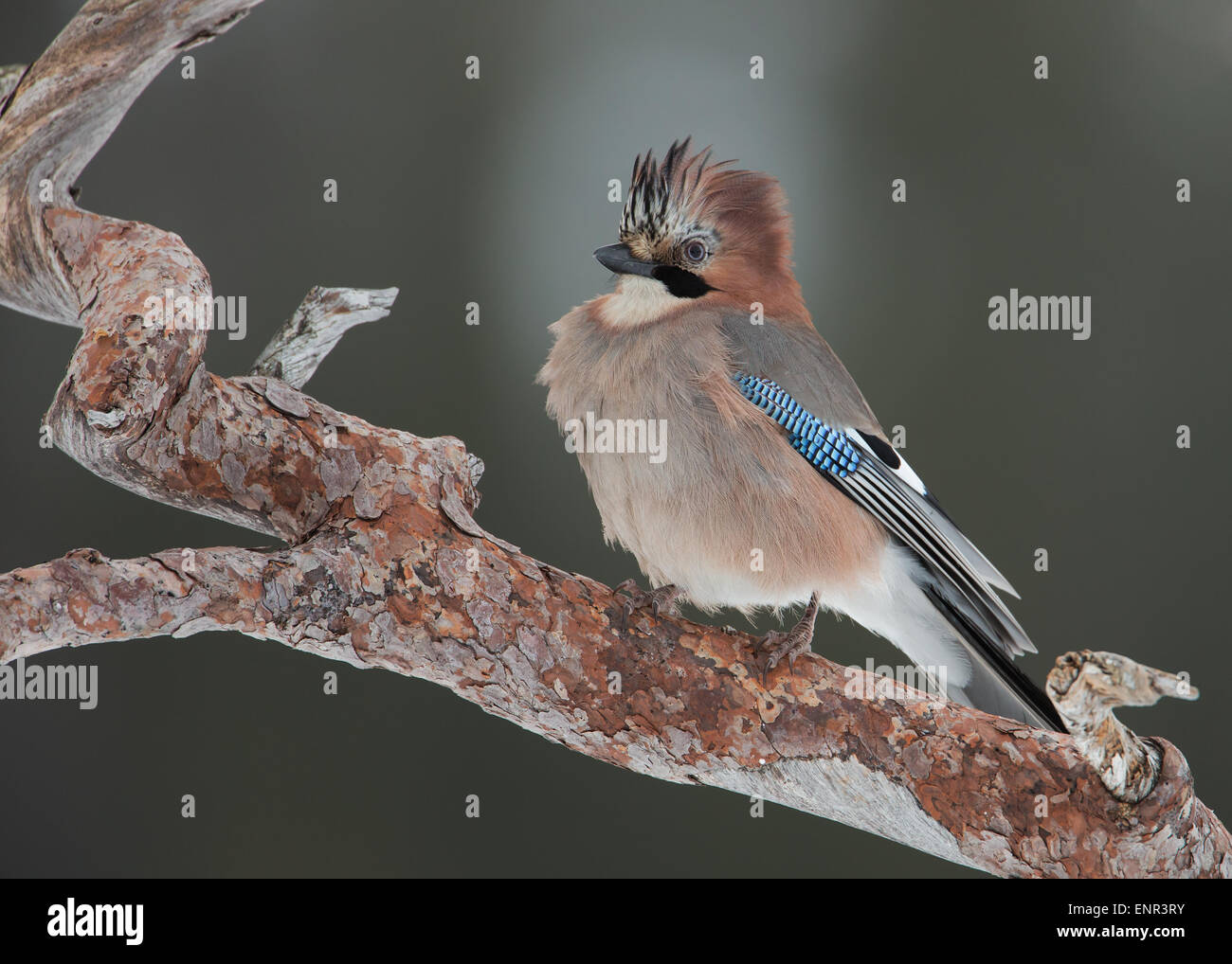 Eurasian Jay Feathers High Resolution Stock Photography and Images - Alamy