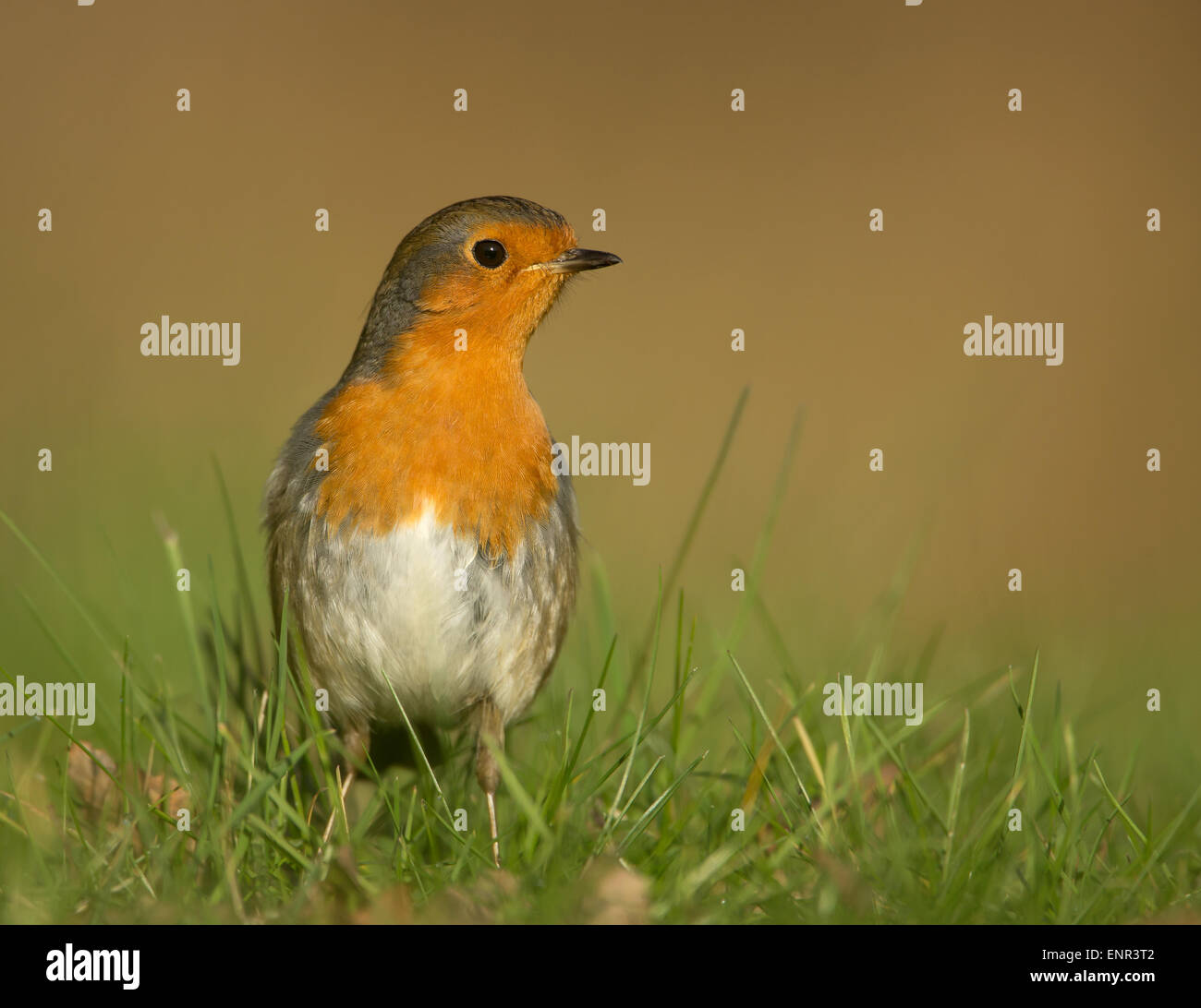 Robin in the grass hi-res stock photography and images - Alamy