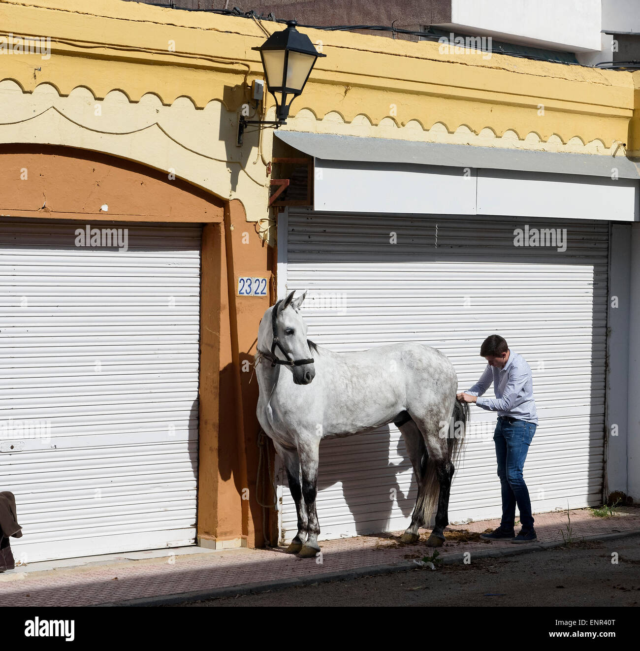 Preparing of the horses for the procession of the Semana Santa (Holy ...