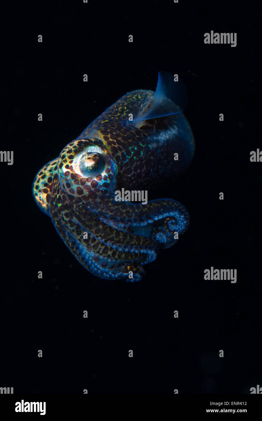 A bobtail squid in the water column during a night dive Stock Photo - Alamy