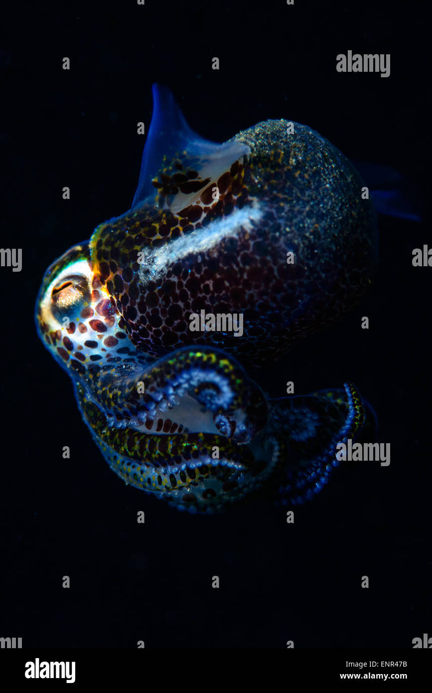 Bobtail squid hi-res stock photography and images - Alamy