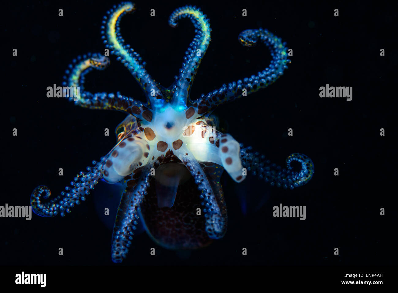 A bobtail squid in the water column during a night dive Stock Photo - Alamy