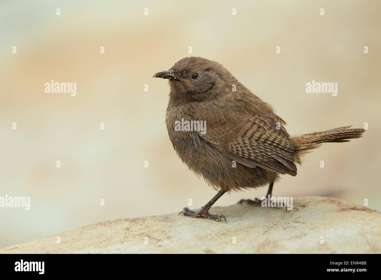 Tiny bird Cobb's wren perching on a stone in Sea Lion island, Falkland ...