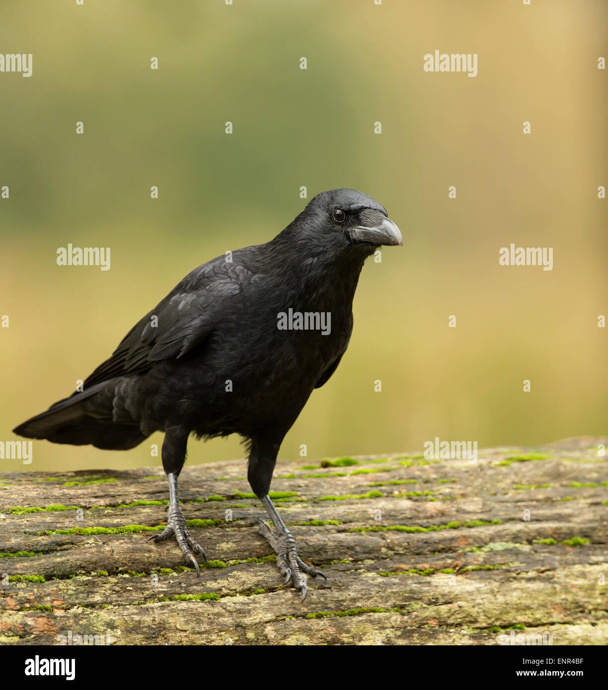 Carrion crow on a tree trunk Stock Photo - Alamy