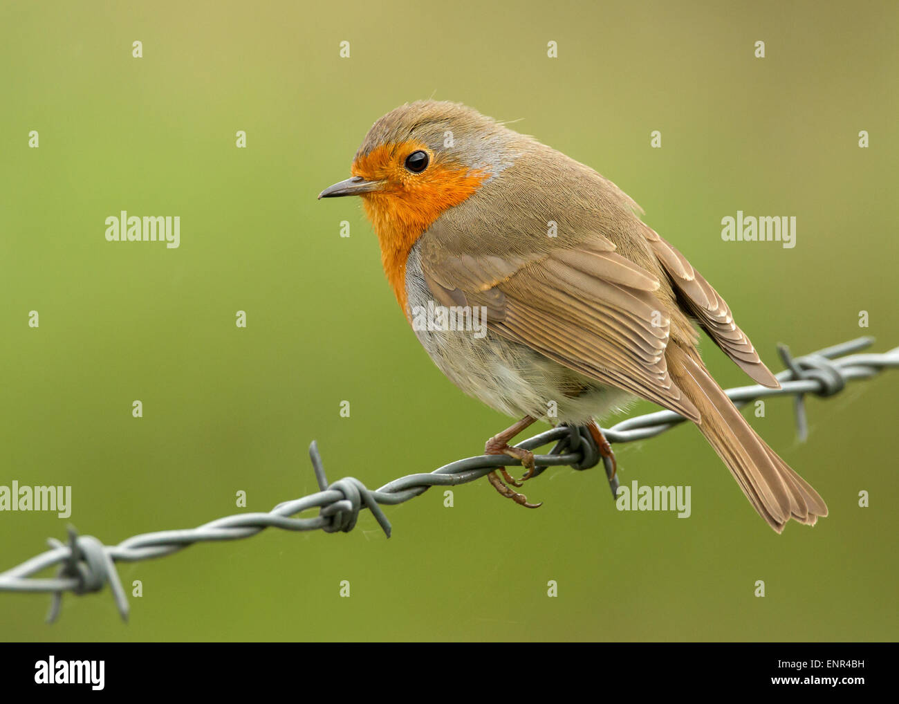 European robin perching on a metal wire against green background Stock ...