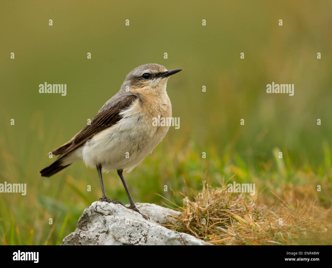 Female wheatear hi-res stock photography and images - Alamy