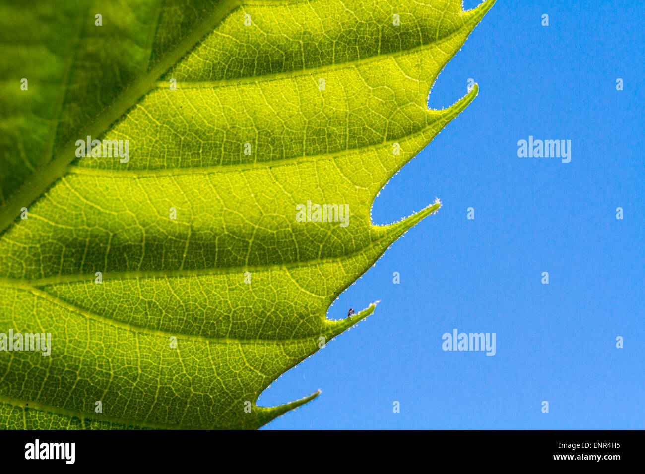 Green leaf macro Stock Photo - Alamy