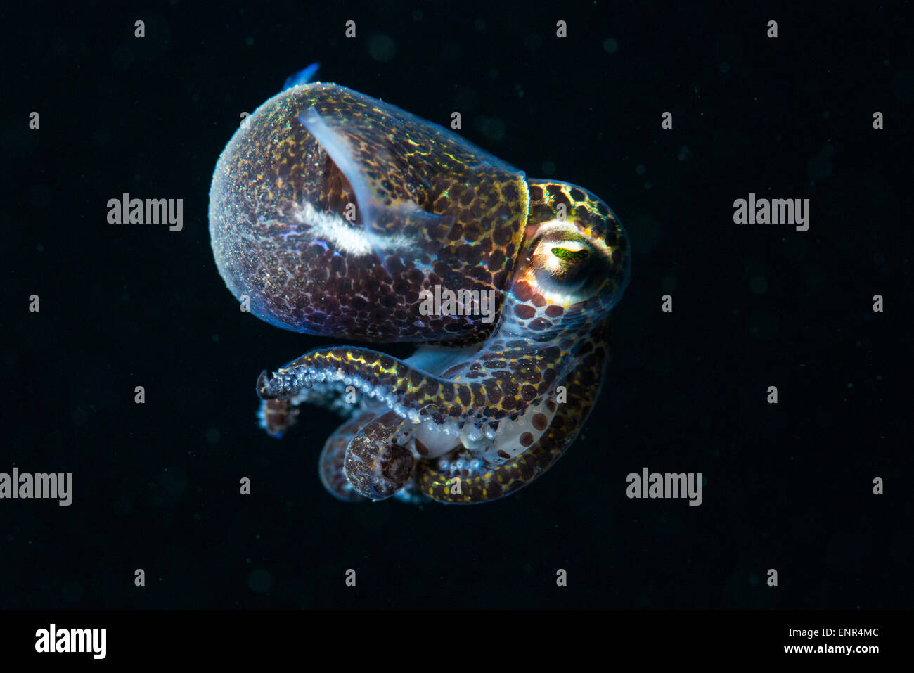 Bobtail Squid High Resolution Stock Photography and Images - Alamy