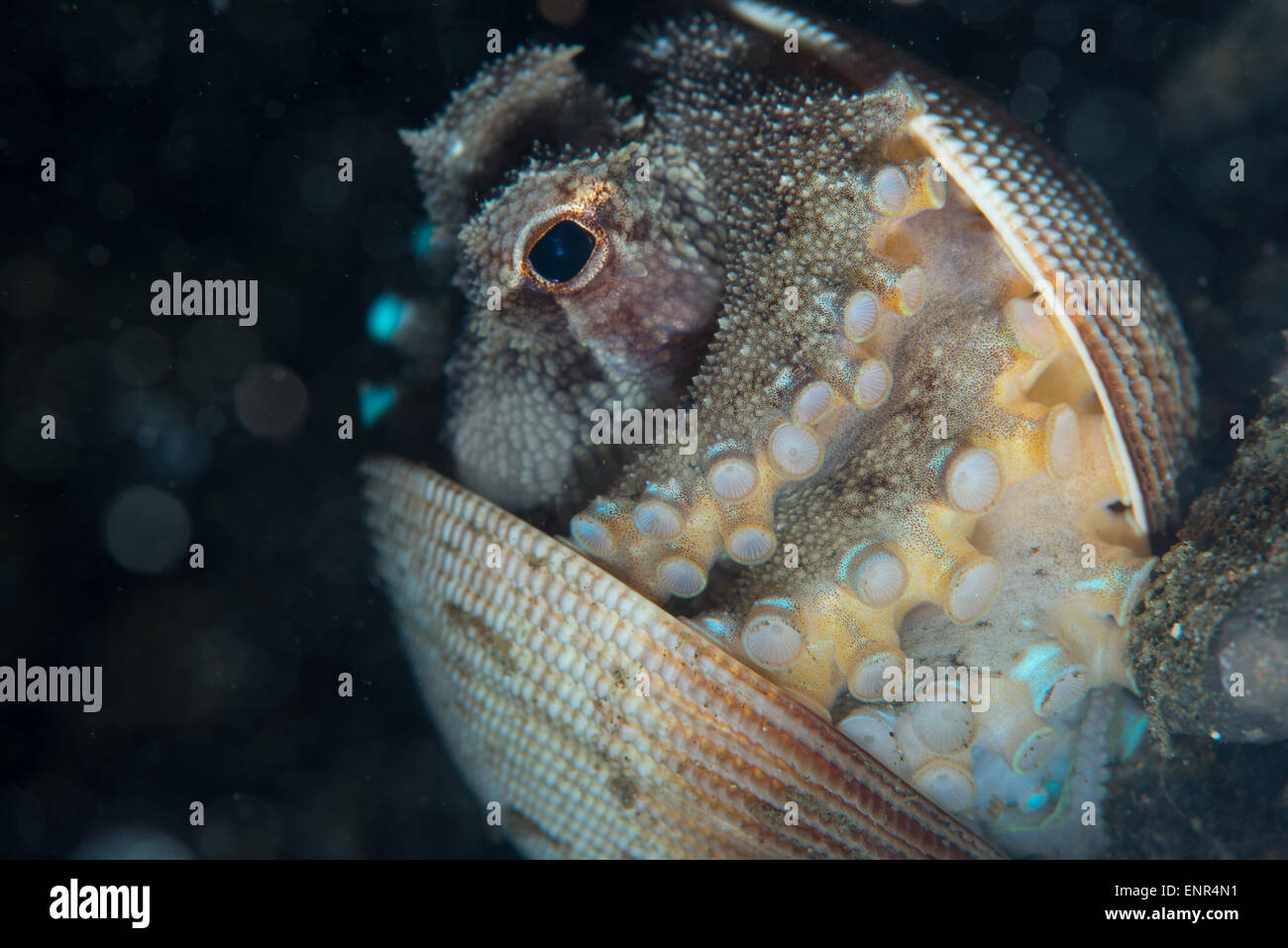 A coconut octopus using a shell to protect itself Stock Photo - Alamy
