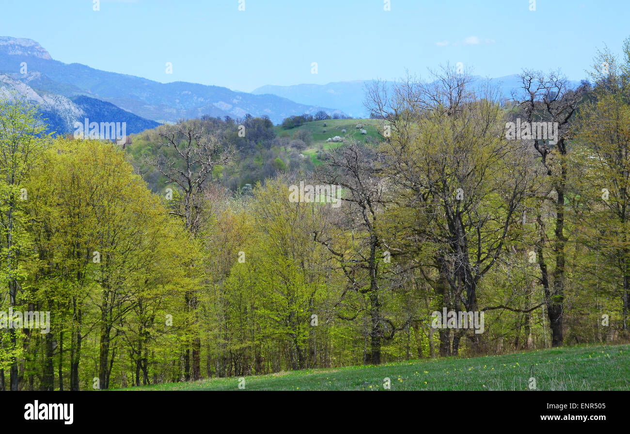 Mountains and forest in the spring Stock Photo - Alamy