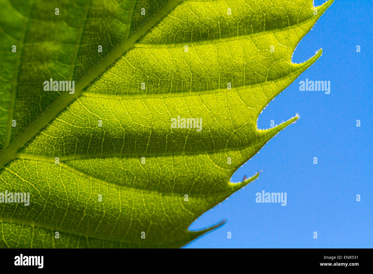 Green leaf macro Stock Photo - Alamy