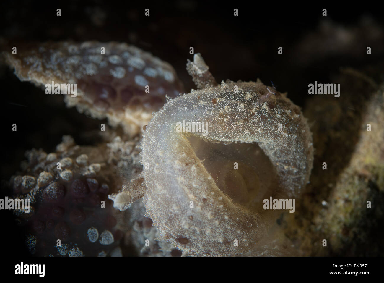 a melibe nudibranch during a night dive in ambon Stock Photo - Alamy