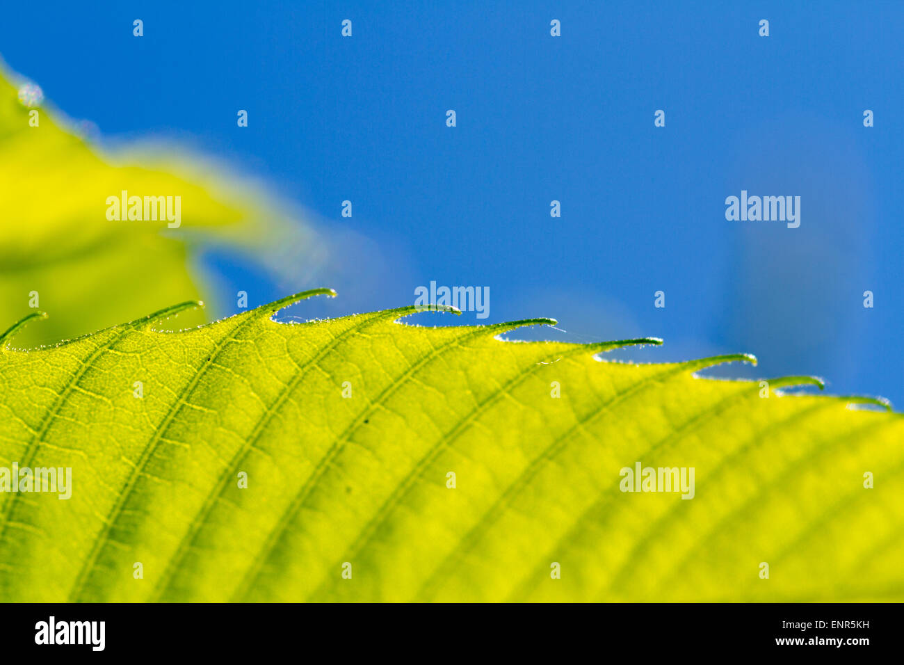 Leaf with diagonal lines hi-res stock photography and images - Alamy