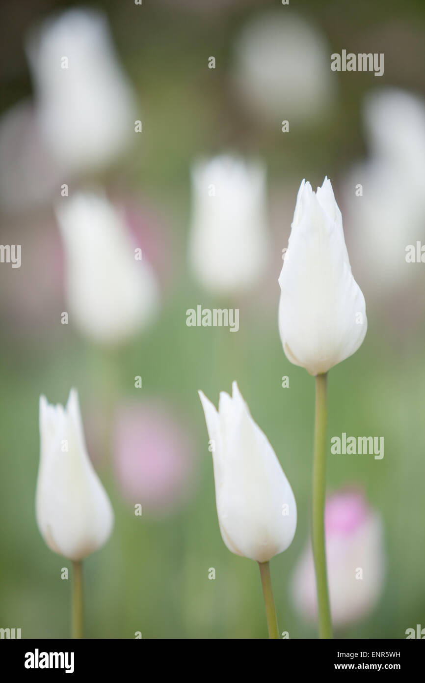 Alnwick garden northumberland tulips hi-res stock photography and ...