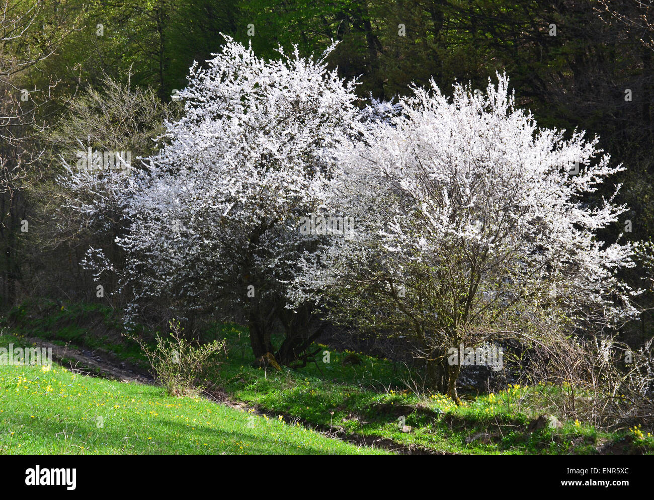 Blossoming trees in spring Stock Photo - Alamy