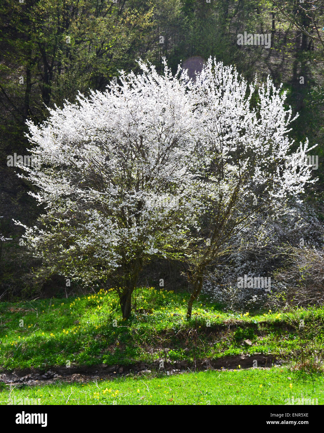 Blossoming trees in spring Stock Photo - Alamy