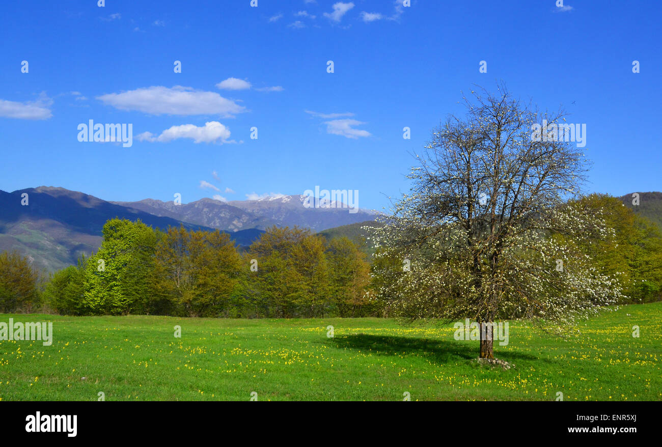 Single tree in a field Stock Photo - Alamy