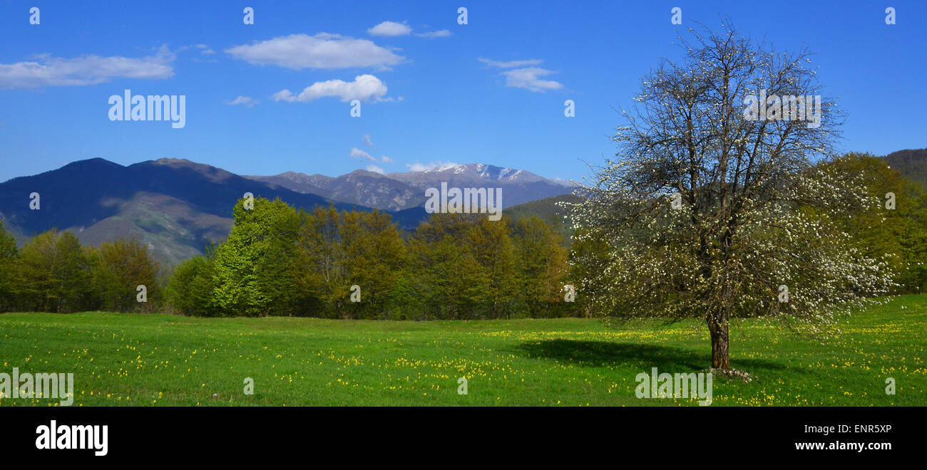 A tall broad tree hi-res stock photography and images - Alamy