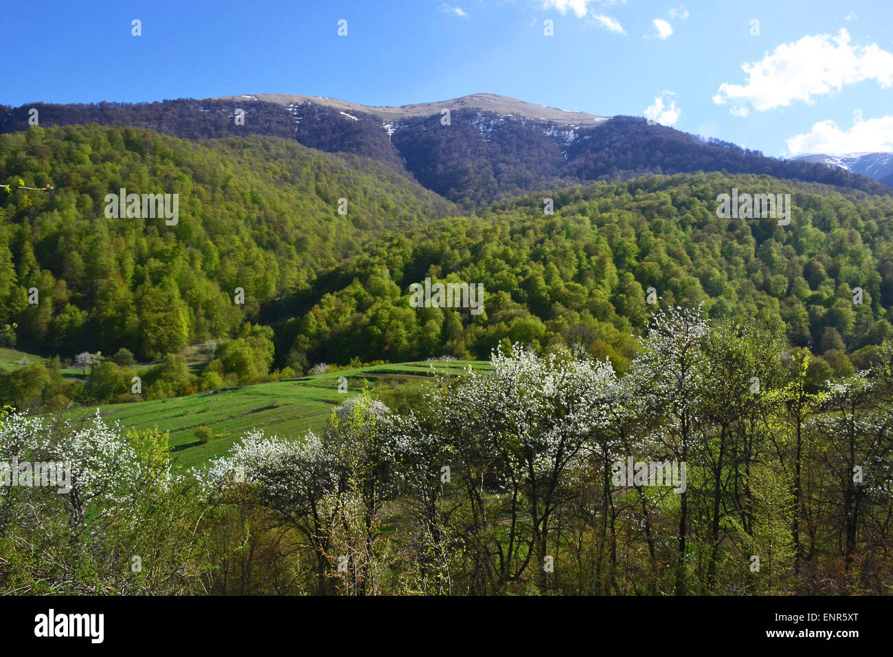 Mountains and forest in the spring Stock Photo - Alamy