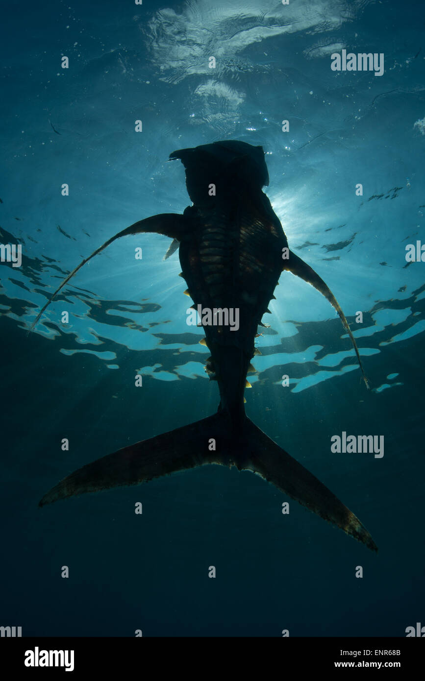 The silhouette of the carcass of a giant yellow fin tuna floating ...