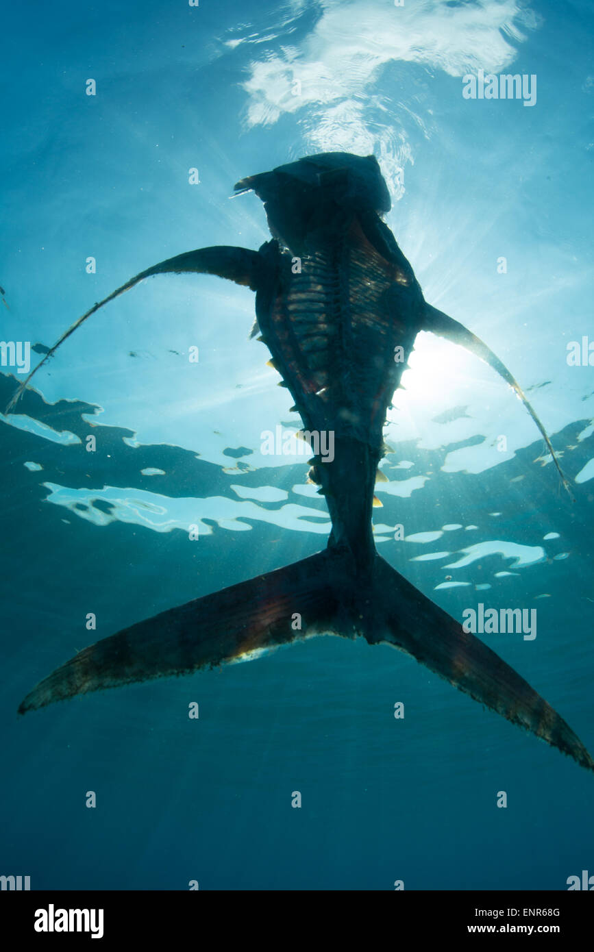 The silhouette of the carcass of a giant yellow fin tuna floating ...