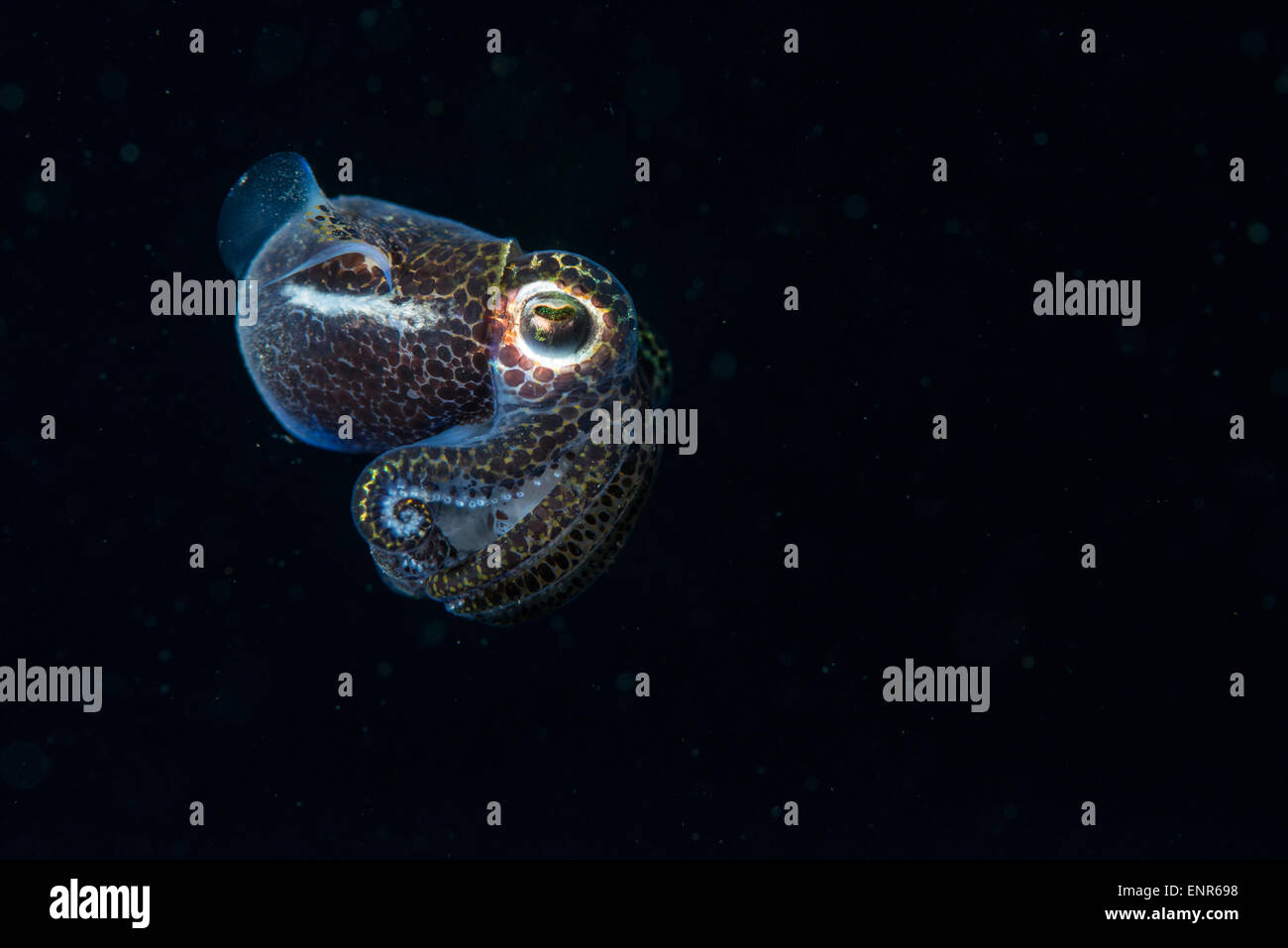 A bobtail squid in the water column during a night dive Stock Photo - Alamy