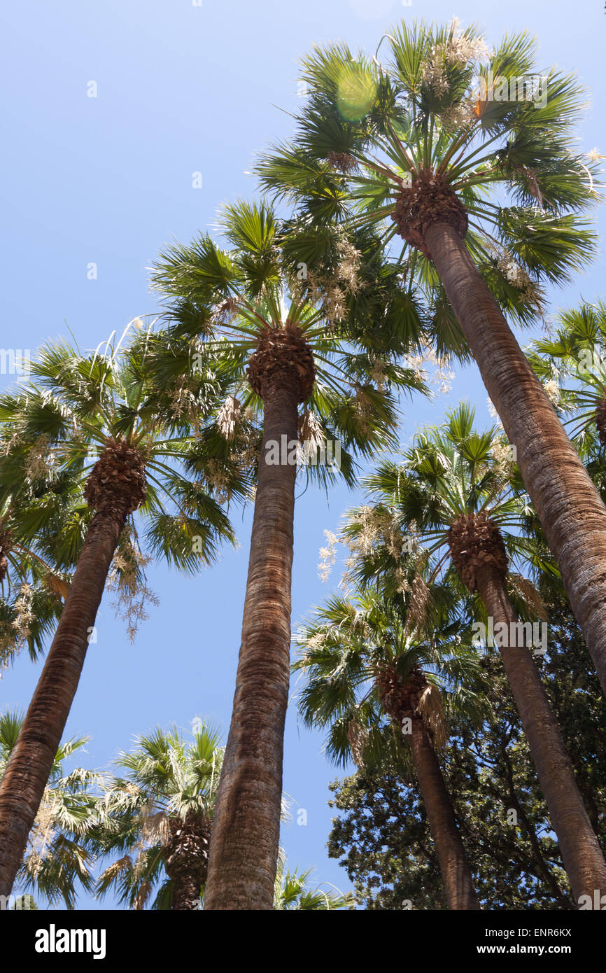 Palm trees in a park of Athens Stock Photo - Alamy