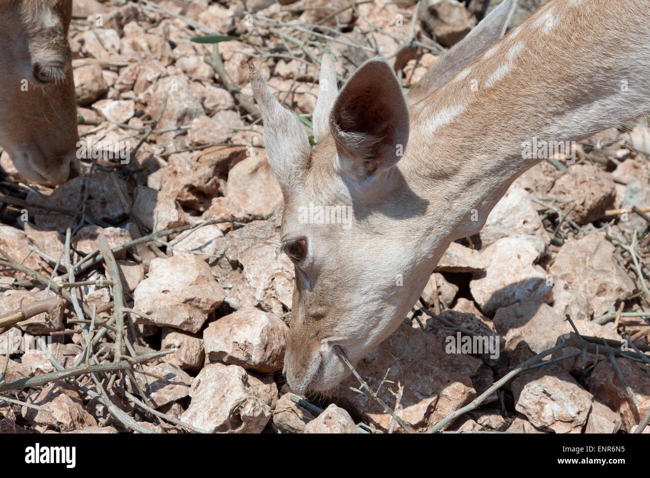 Sika deers hi-res stock photography and images - Alamy