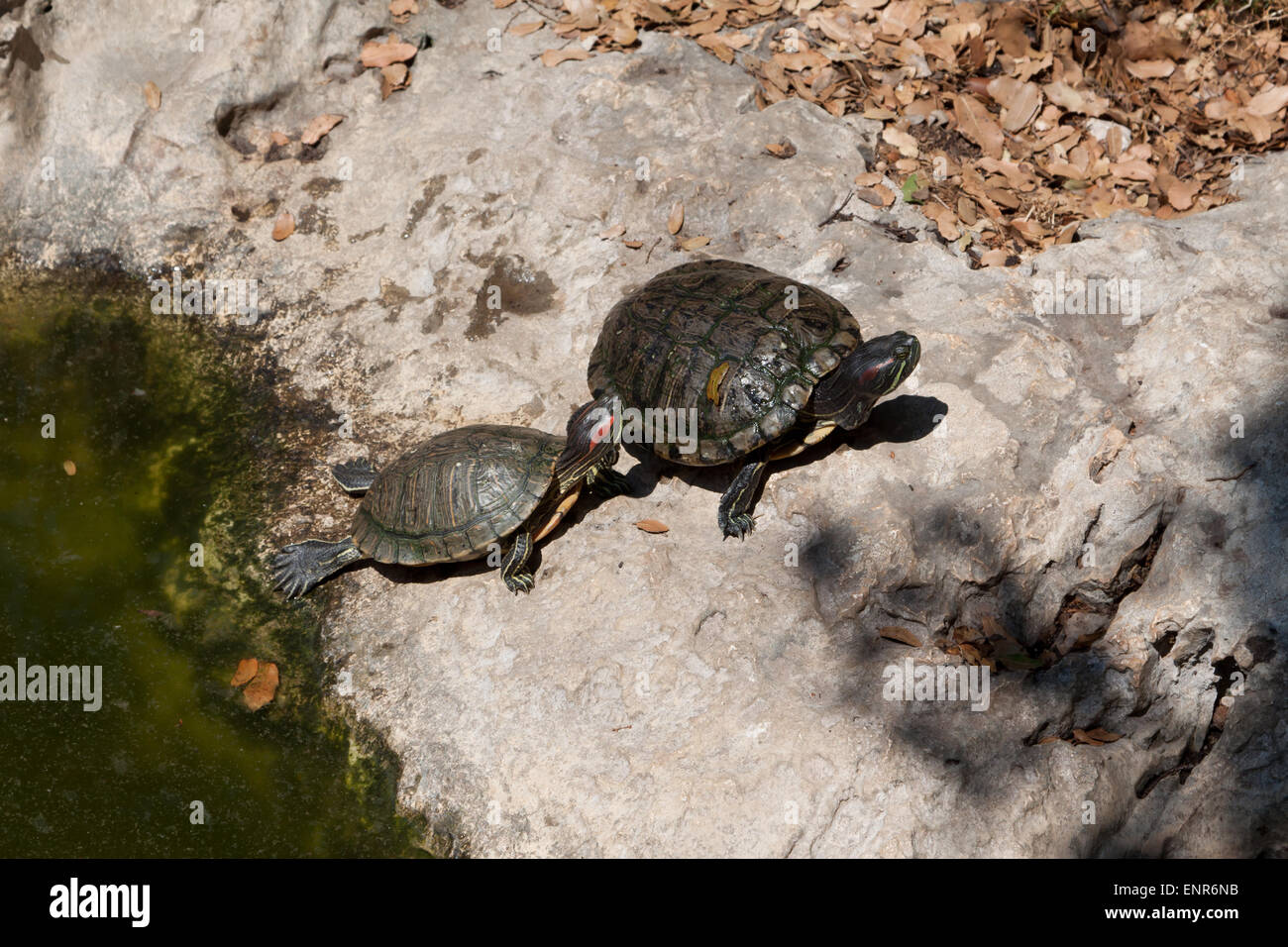 Red-eared slider in Askos Stone Park Stock Photo - Alamy
