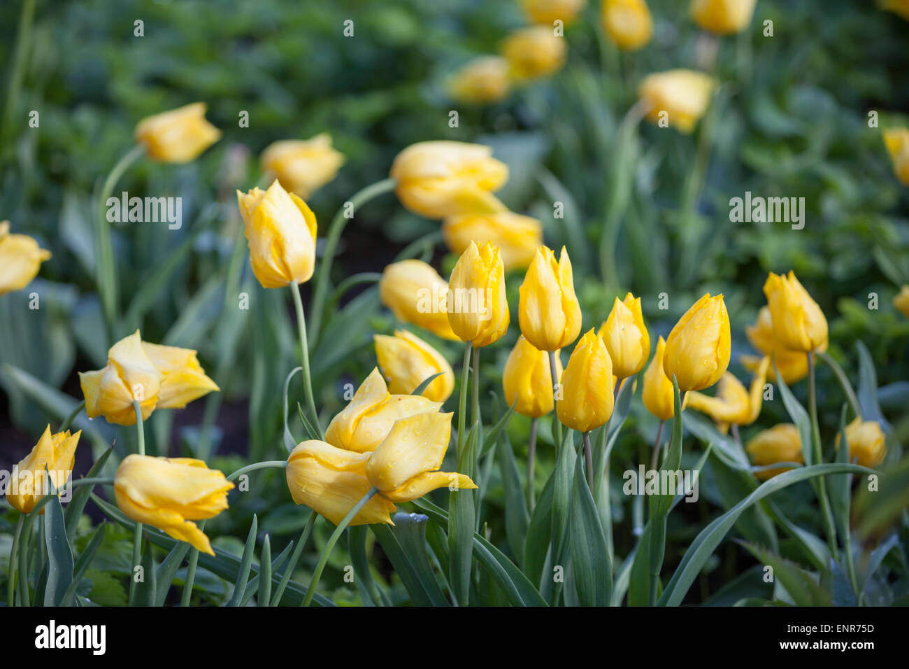 Alnwick garden northumberland tulips hi-res stock photography and ...