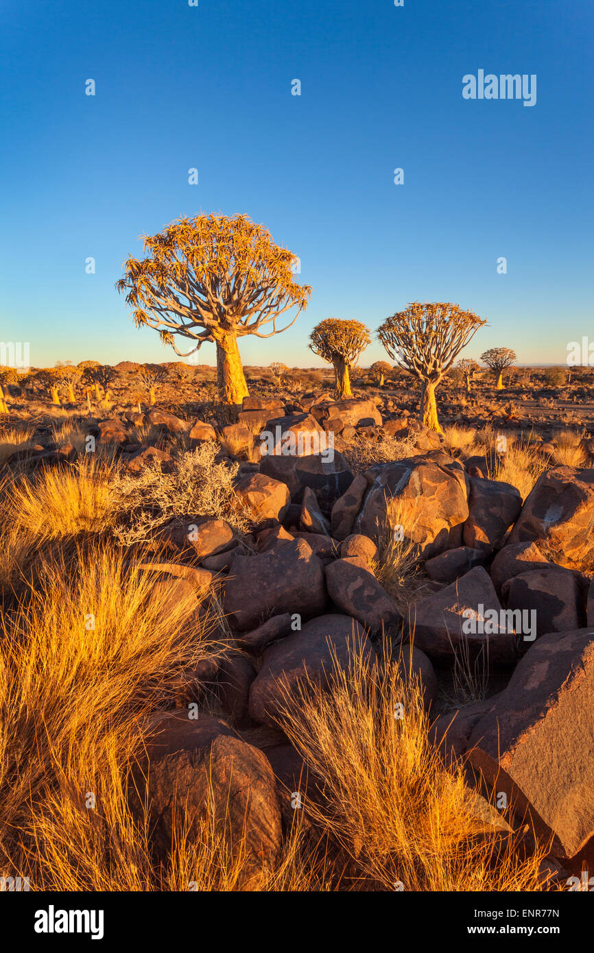 A quiver tree in late afternoon light, Keetmanshoop, Namibia Stock ...