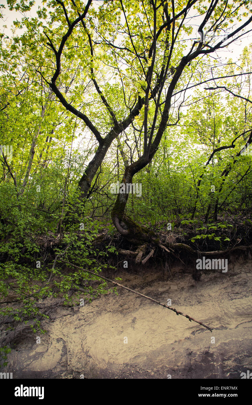 Cretaceous hill on which growing deciduous trees Stock Photo - Alamy