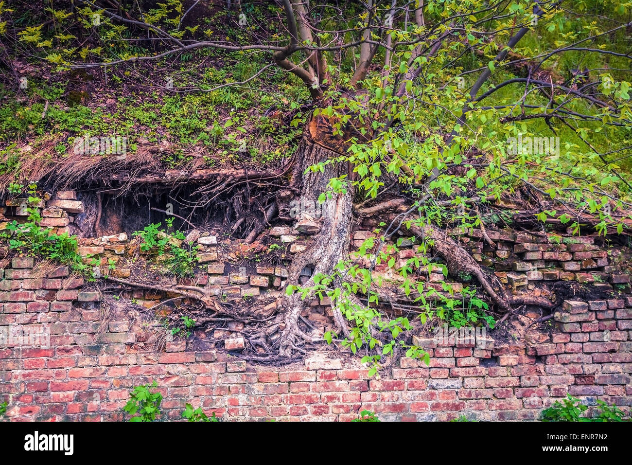 vintage brick wall from which the tree grows Stock Photo - Alamy